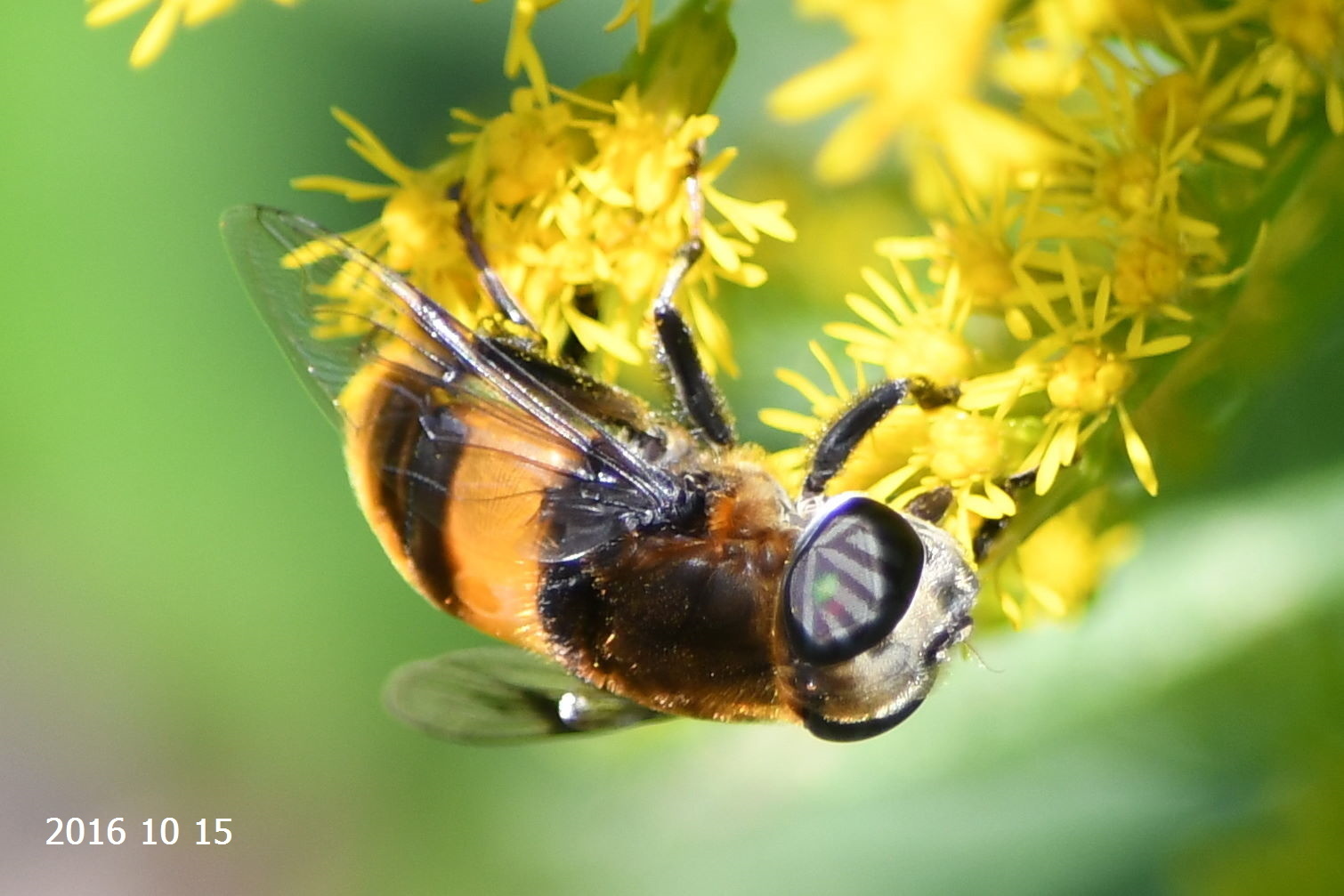 オオハナアブ: 上安写真館